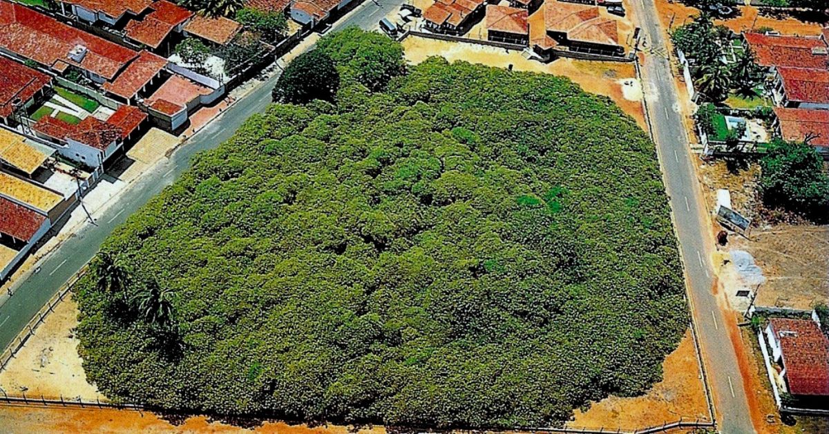 Behold the world's largest cashew tree, which covers two acres and ...